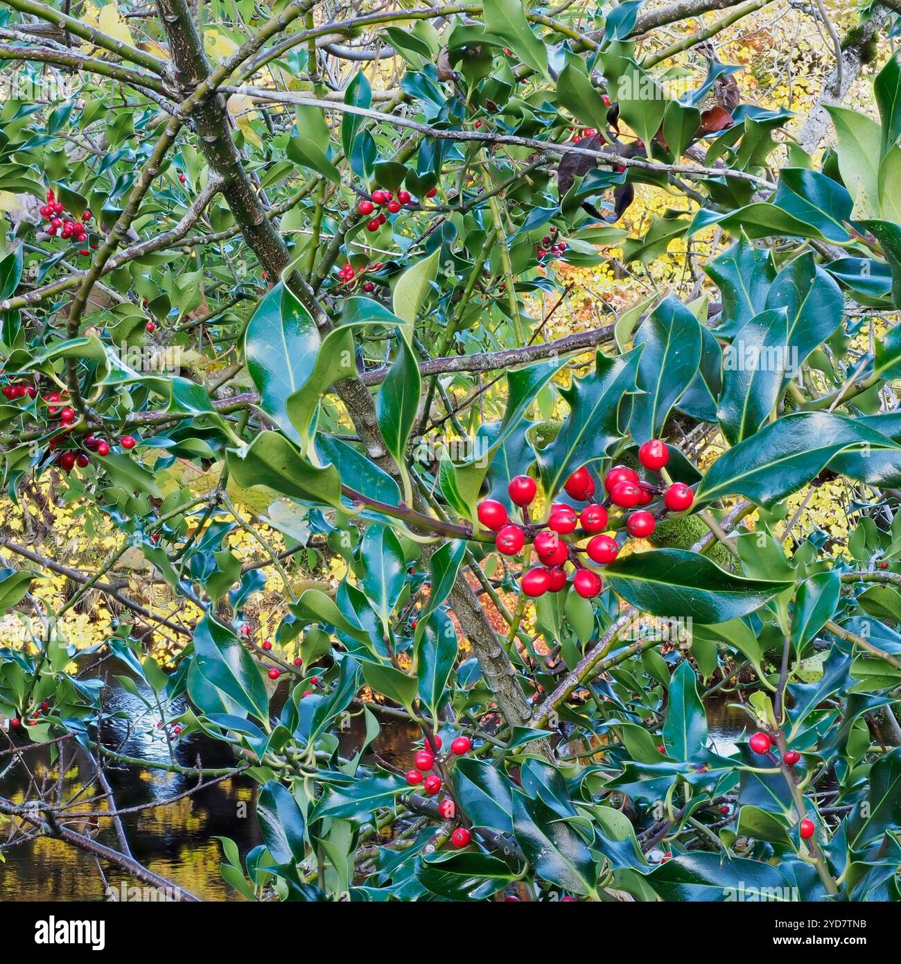 The red berries of a large dense Holly tree, Ilex aquifolium providing ...