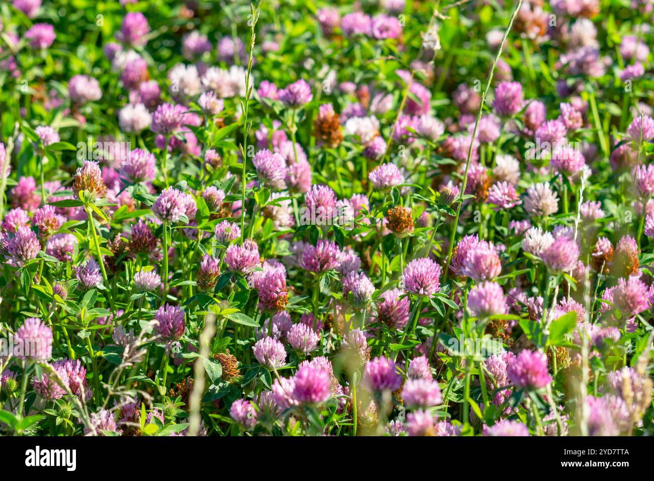 Red clover botanical hi-res stock photography and images - Alamy