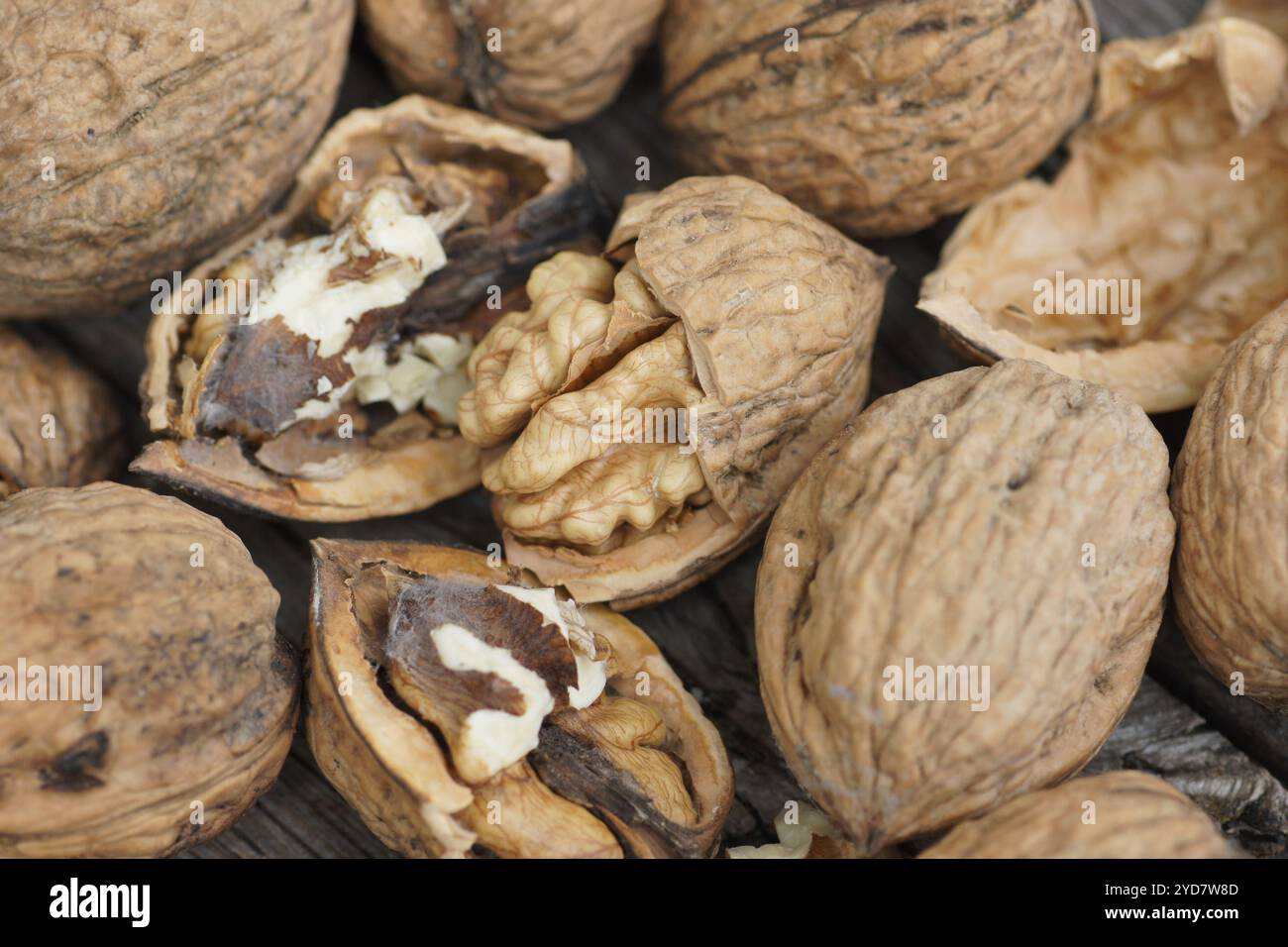 Juglans regia, walnut Stock Photo - Alamy