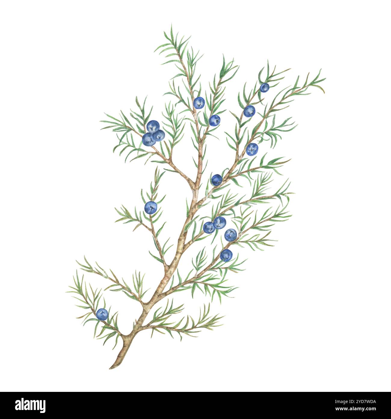 Botanical illustration juniper hi-res stock photography and images - Alamy