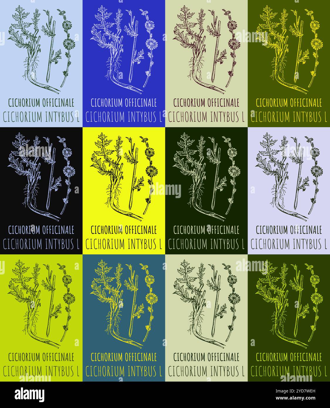 Set of vector drawing of CICHORIUM OFFICINALE in various colors. Hand ...