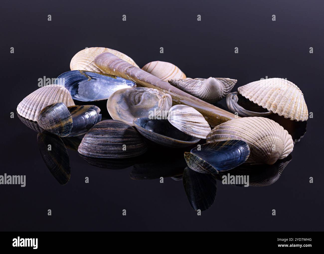 Various seashells, including smooth and textured types, are ...