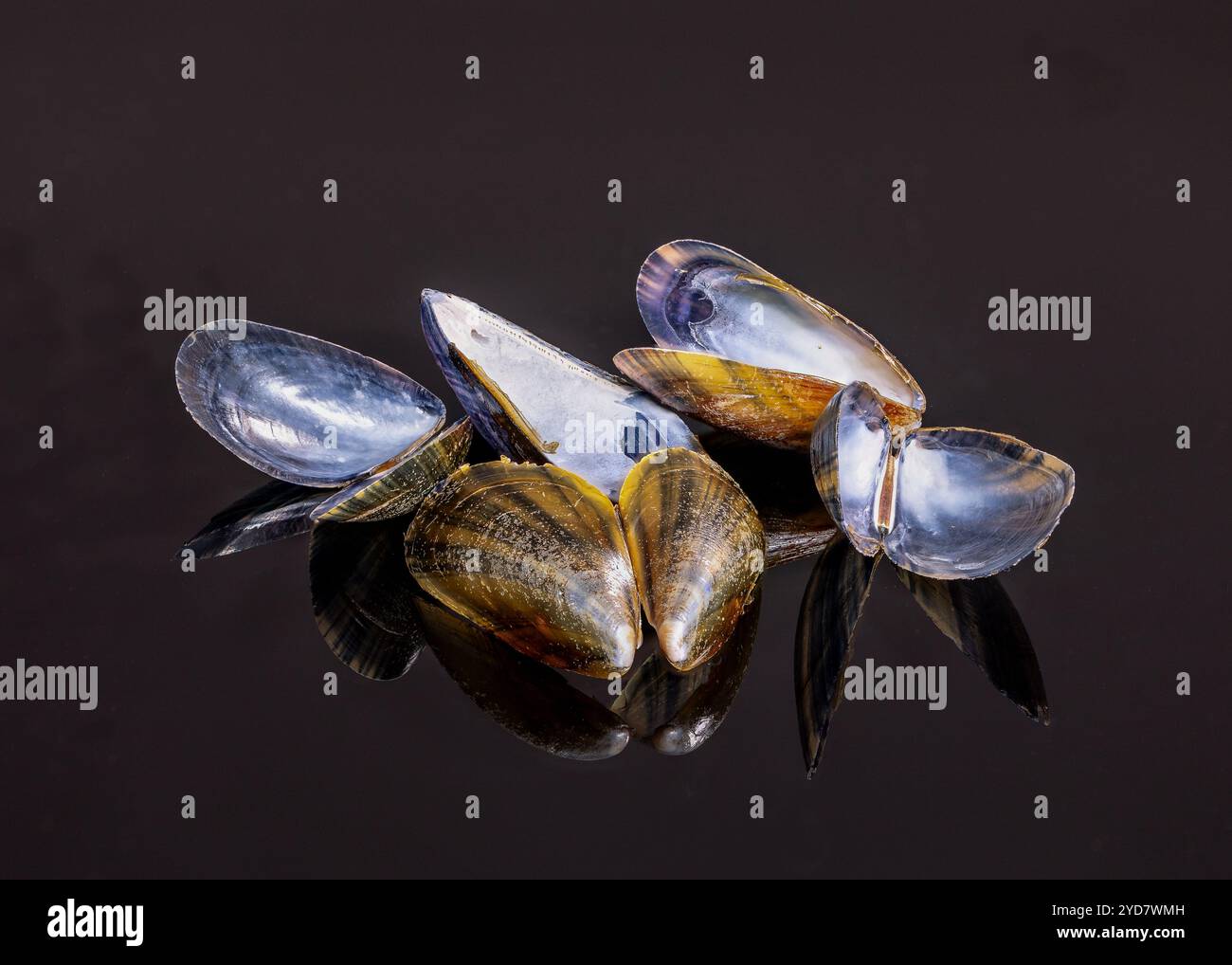 Five seashells, including smooth and textured types, are artistically ...