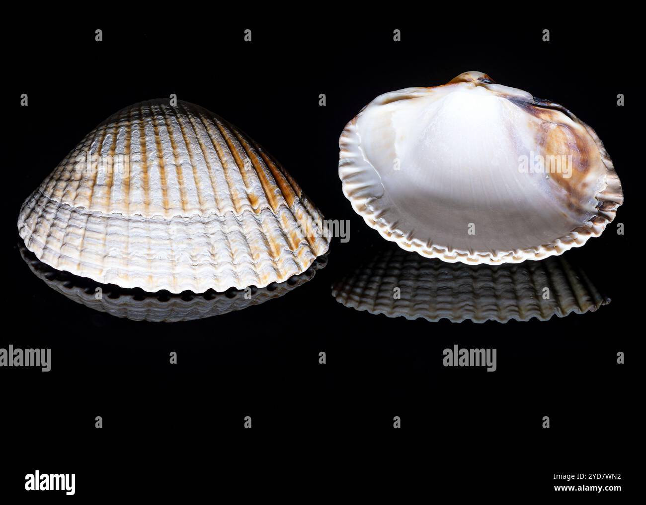 Two seashells are artistically arranged on a reflective black surface ...