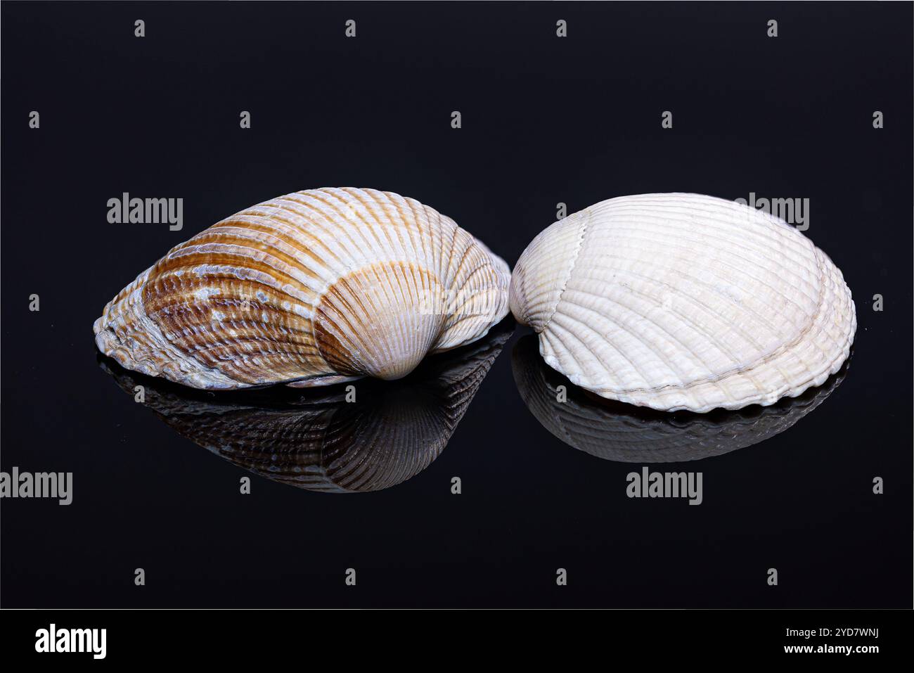 Two seashells are artistically arranged on a reflective black surface ...