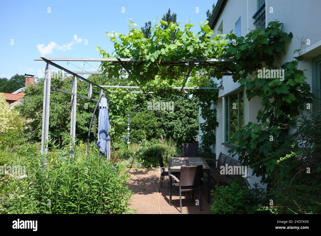 Vitis labrusca, fox grape Stock Photo - Alamy Vitis labrusca, fox grape Stock Photo - Alamy