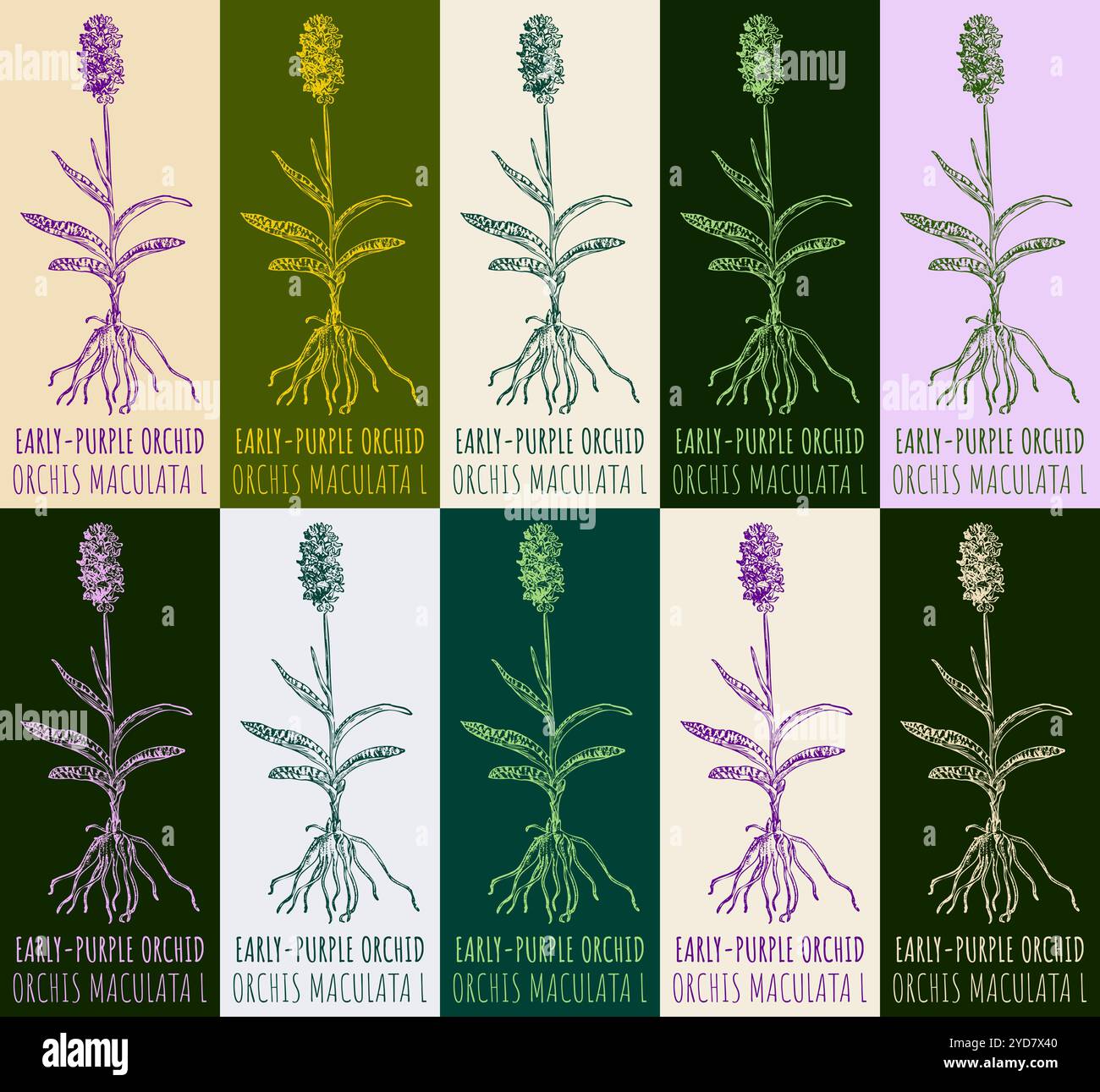 Set of vector drawing of EARLY-PURPLE ORCHID in various colors. Hand ...