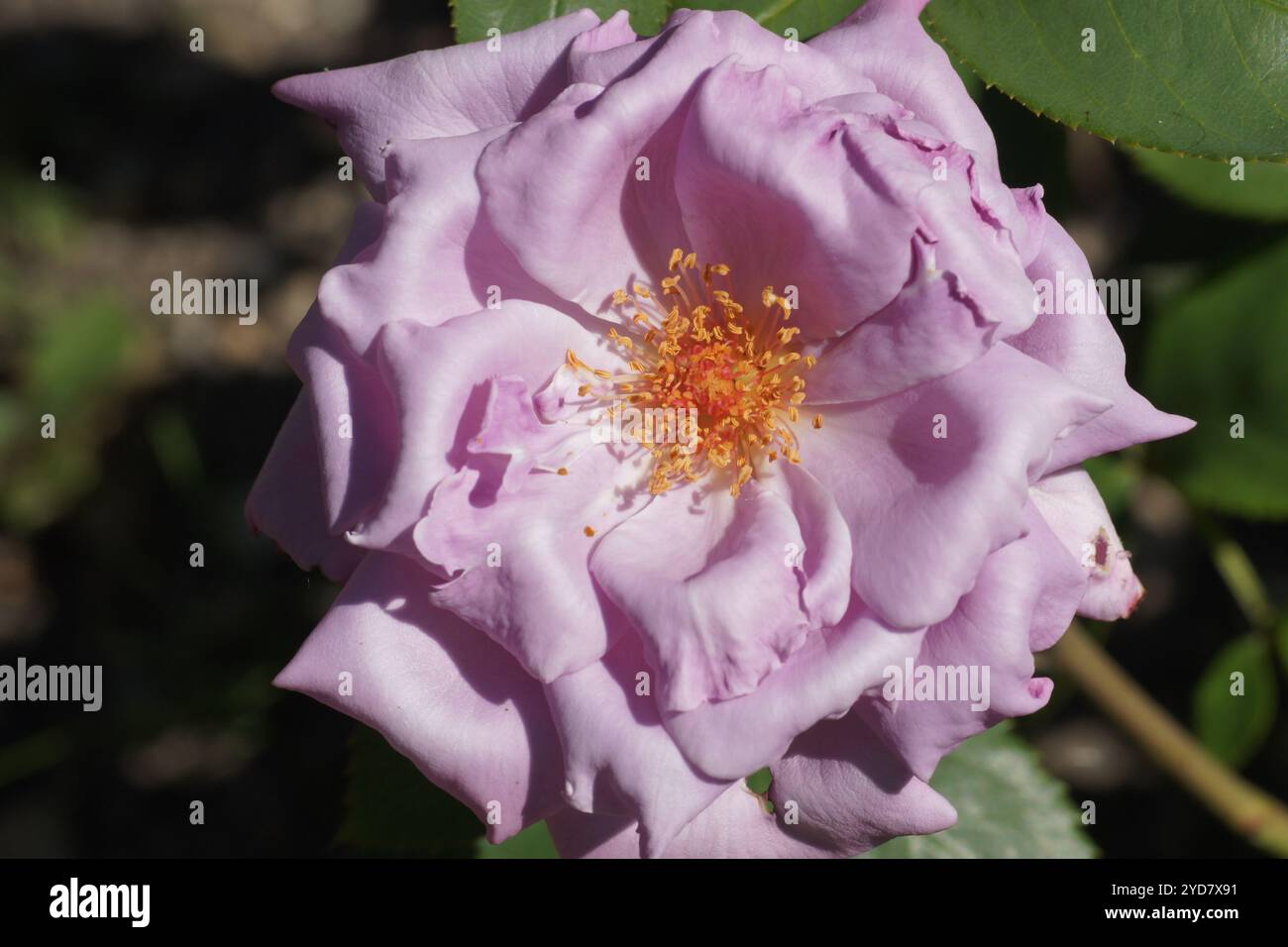 Rosa, Edelrose Mainzer Fastnacht, Hybrid-rose Stock Photo - Alamy