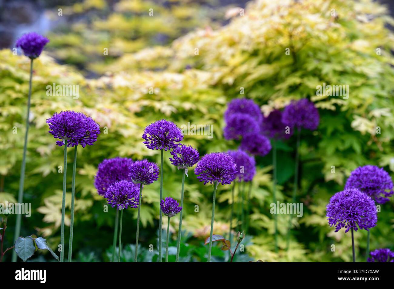 allium purple sensation,alliums,allium and acer,Acer palmatum Sango ...