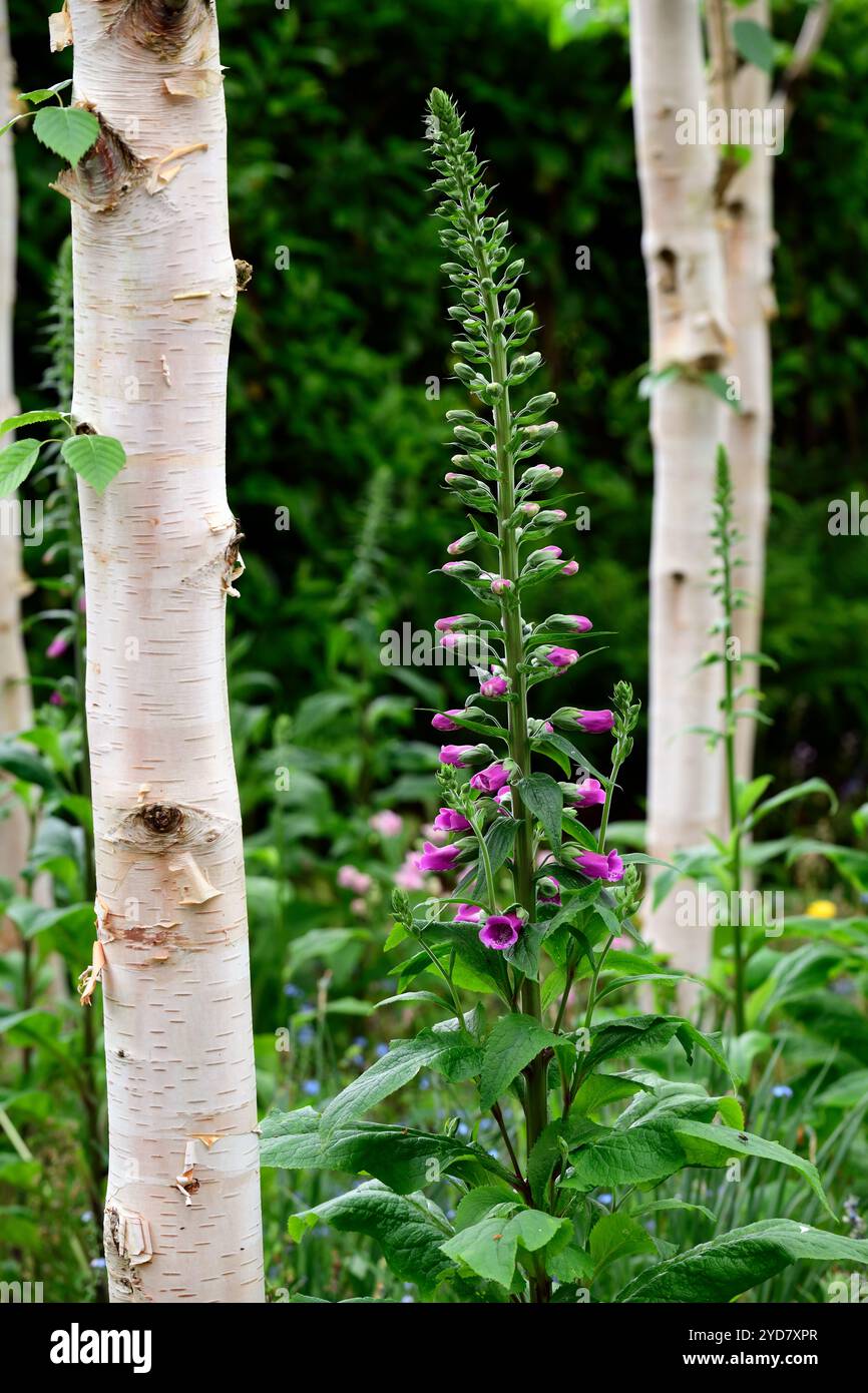 Digitalis purpurea growing in a grove of silver birch trees hi-res ...