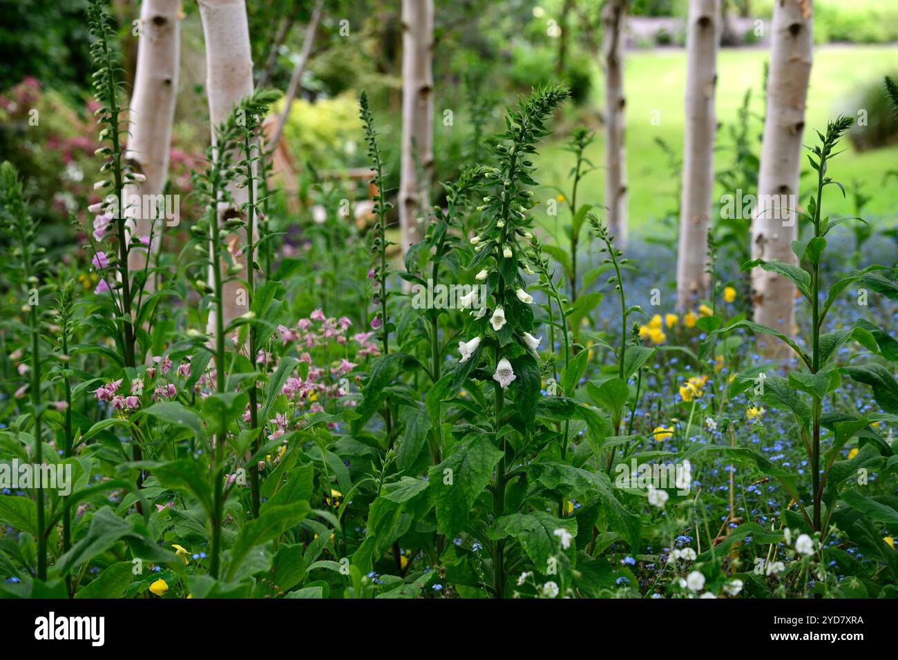 Digitalis purpurea growing in a grove of silver birch trees,foxgloves ...