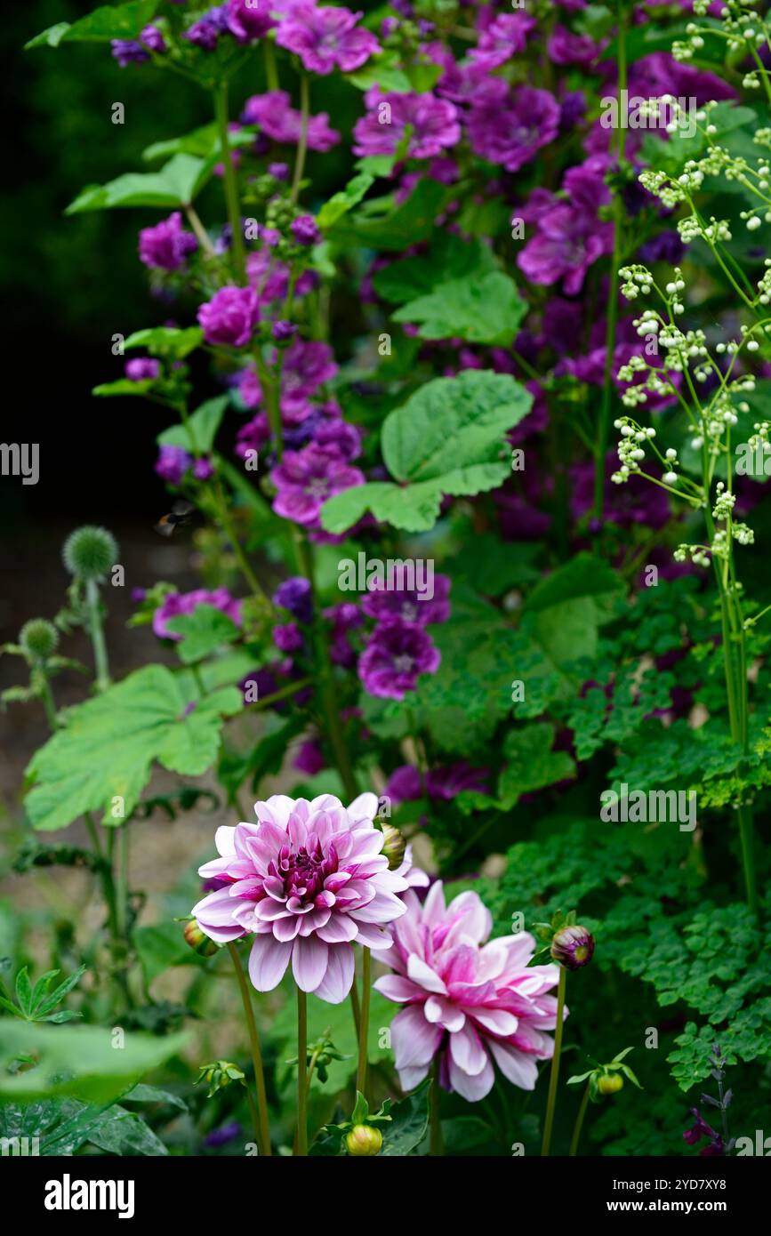 Dahlia Crème de Cassis,Malva sylvestris var mauritiana Mystic Merlin ...