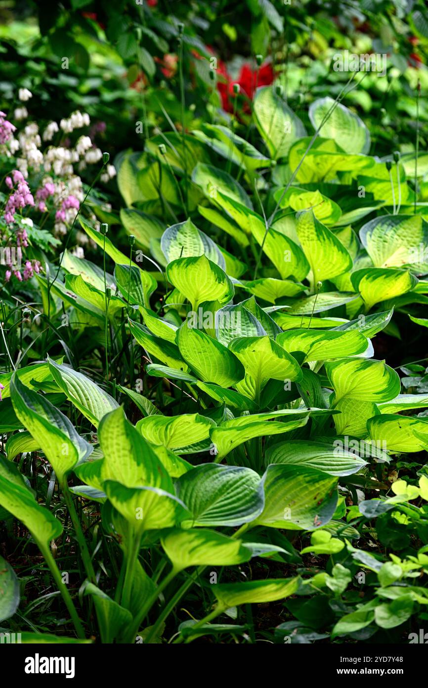 Hosta June,hostas,leaves,foliage,shade,shady,shaded,woodland garden ...