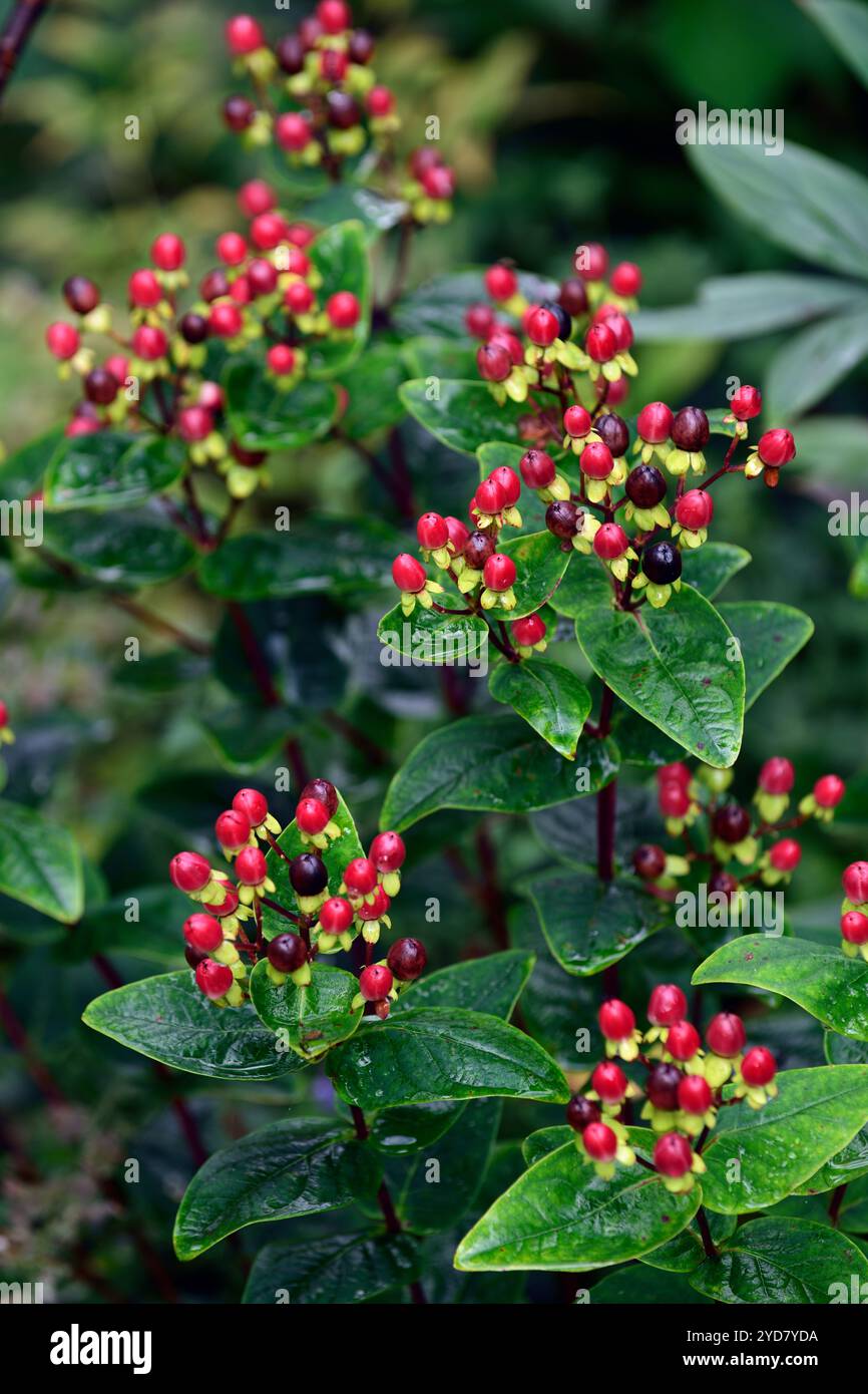Hypericum miracle attraction hi-res stock photography and images - Alamy