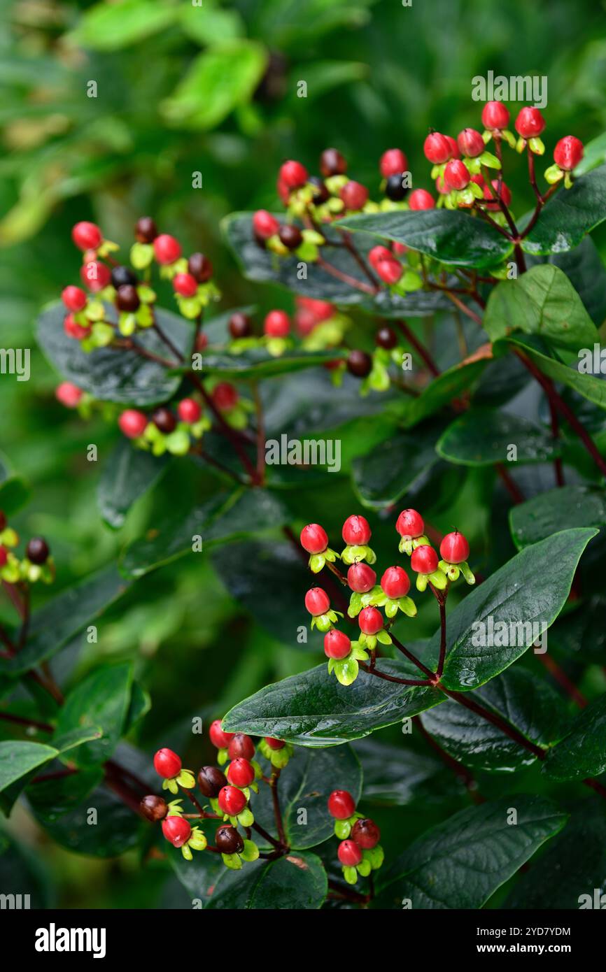 Hypericum Miracle Attraction,Glossy red berries,St Johns Wort,medicinal ...