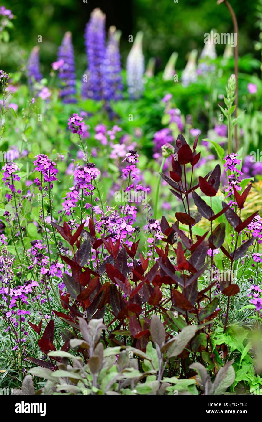 hypericum miracle night,dark burgundy leaves,dark burgundy foliage ...