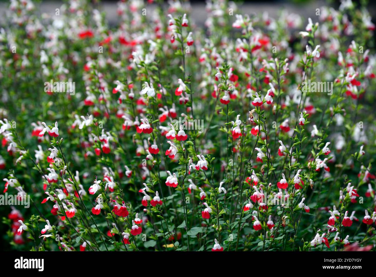 Salvia microphylla Hot lips,Sage,sages,salvias,red,white,scented ...
