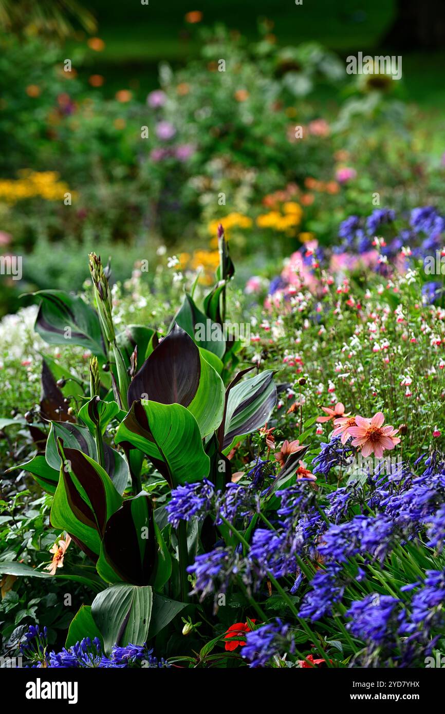 Canna Cleopatra,agapanthus,dahlia,salvia hot lips,blue flowers,tropical ...