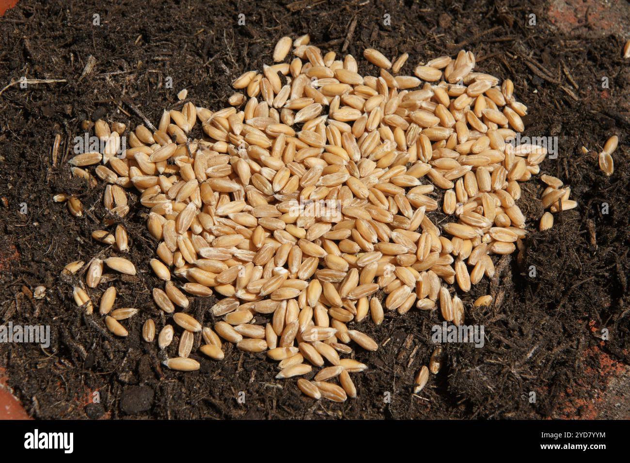 Spelt crop hi-res stock photography and images - Alamy