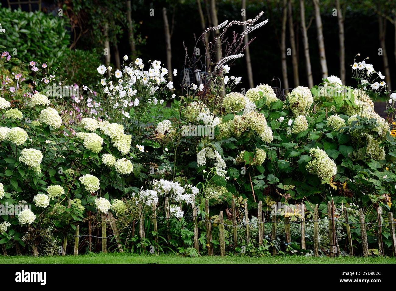 Actaea and hydrangea hi-res stock photography and images - Alamy