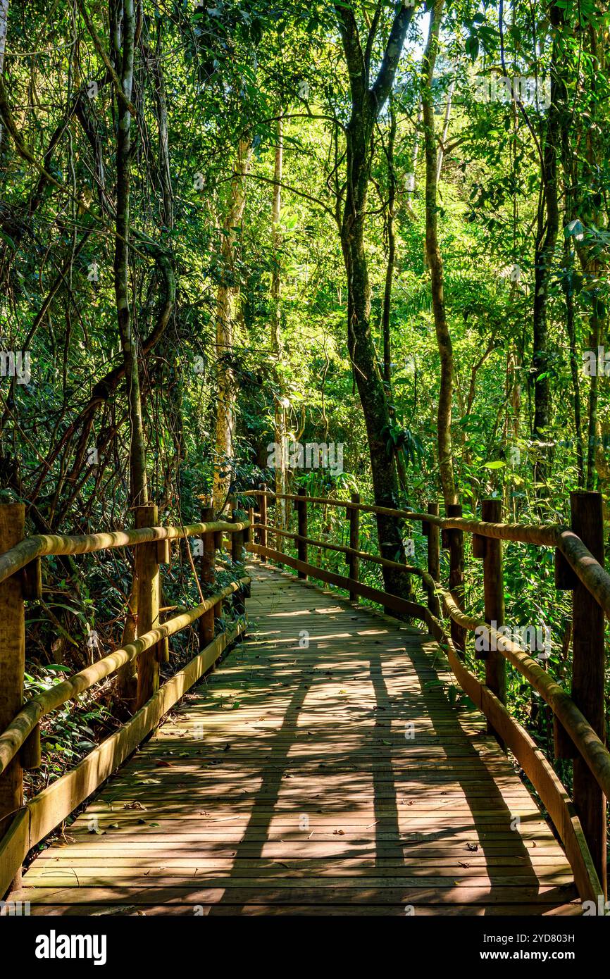 Bridge crossing the rainforest Stock Photo - Alamy