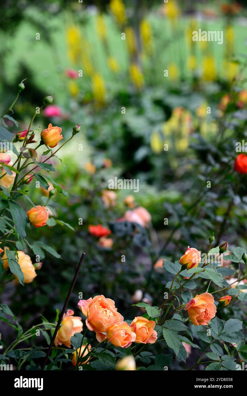 rosa Lady Emma Hamilton,Rose Lady Emma Hamilton,peach orange rose,peach ...