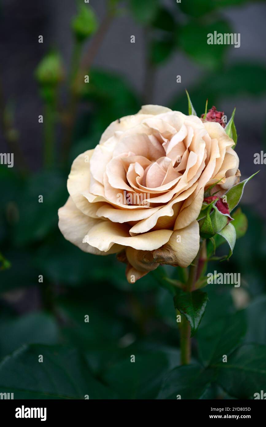 Copper shaded rose hi-res stock photography and images - Alamy