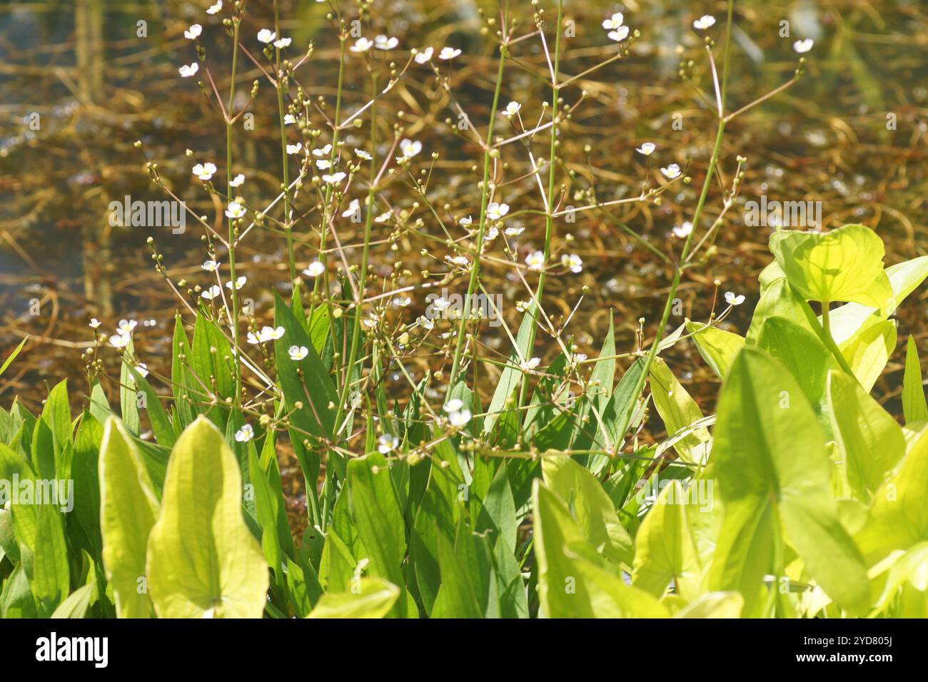 Alisma lanceolatum, lanceleaf water plantain Stock Photo - Alamy