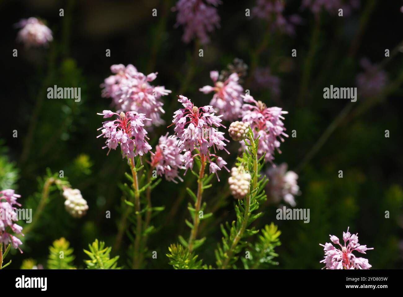 Bruckenthalia spiculifolia, Synonym Erica spiculifolia, spike heath ...