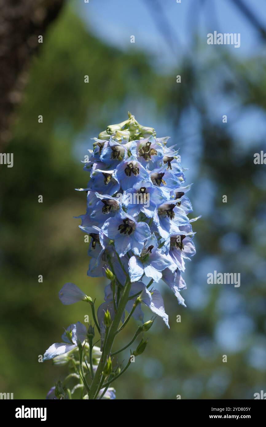 Delphinium elatum, alpine delphinium Stock Photo - Alamy