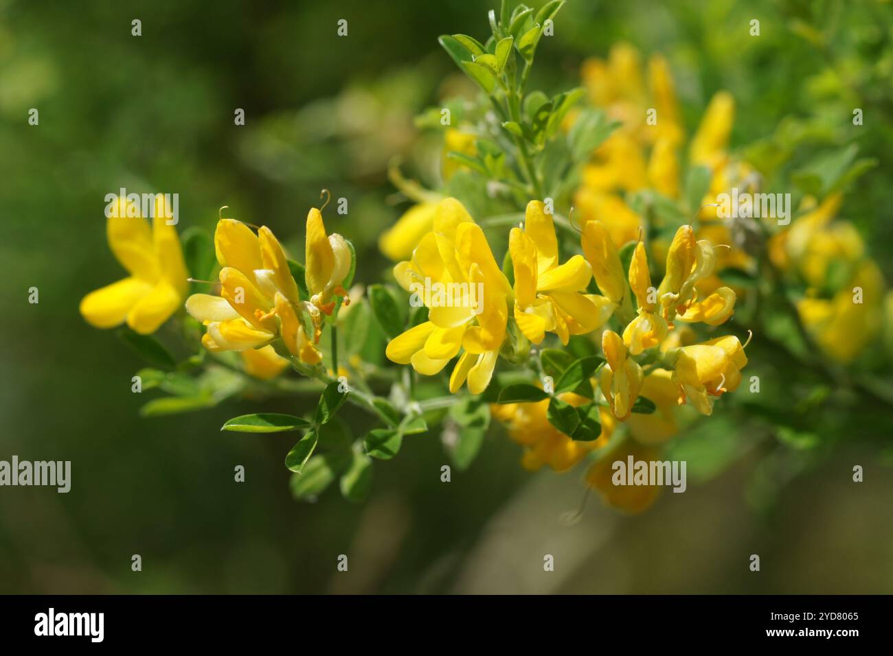 Genista canariensis, Canary broom Stock Photo - Alamy