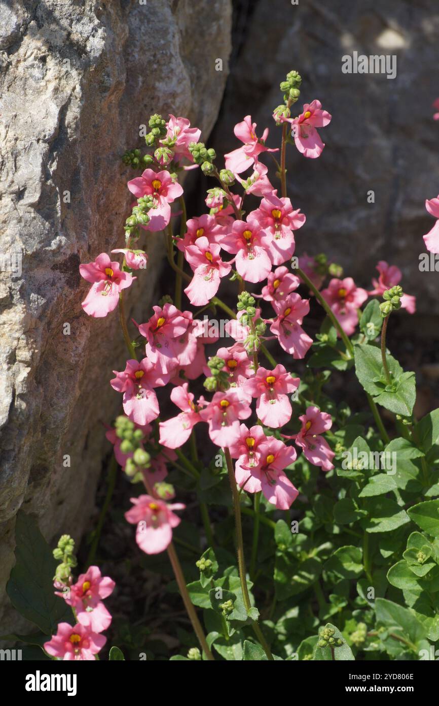 Diascia anastrepta, Upturned twinspur Stock Photo - Alamy