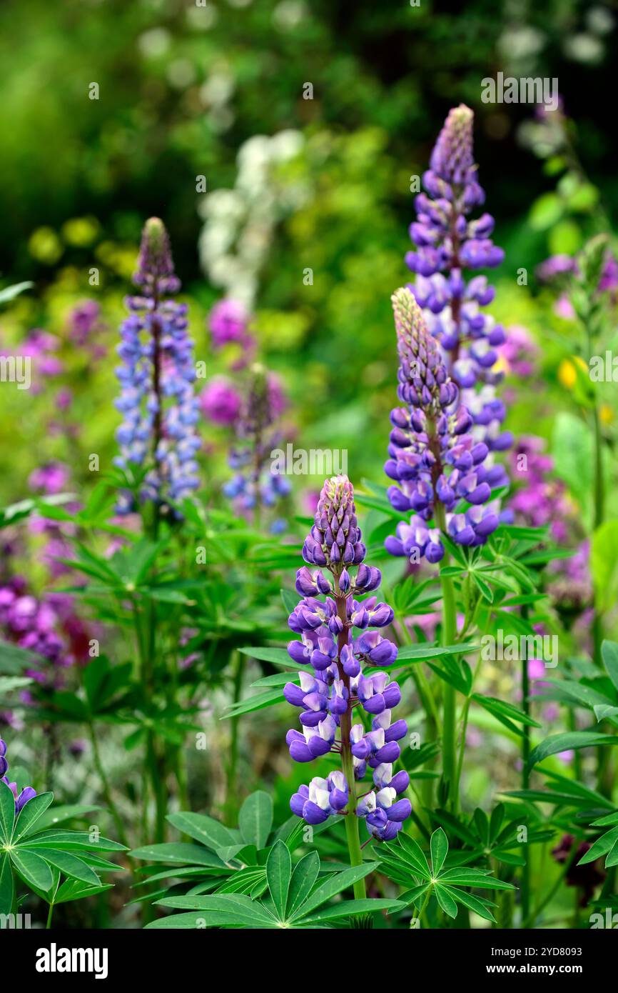 lavender blue lupin,lupinus,blue flowers,flowering,lupin flowers,RM ...