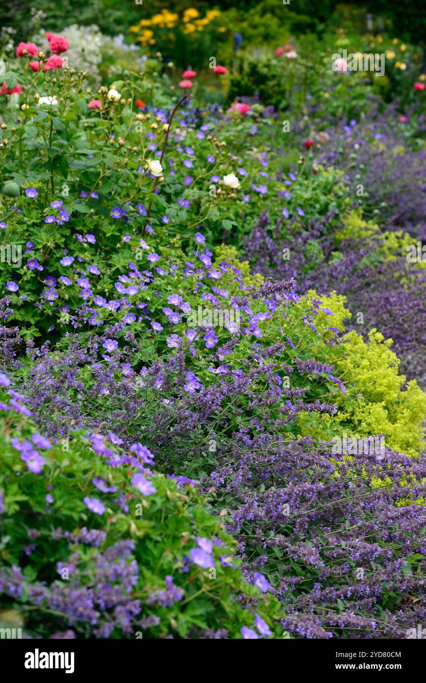 Nepeta six hills Giant,catmint,Alchemilla mollis,lady's mantle,blue ...