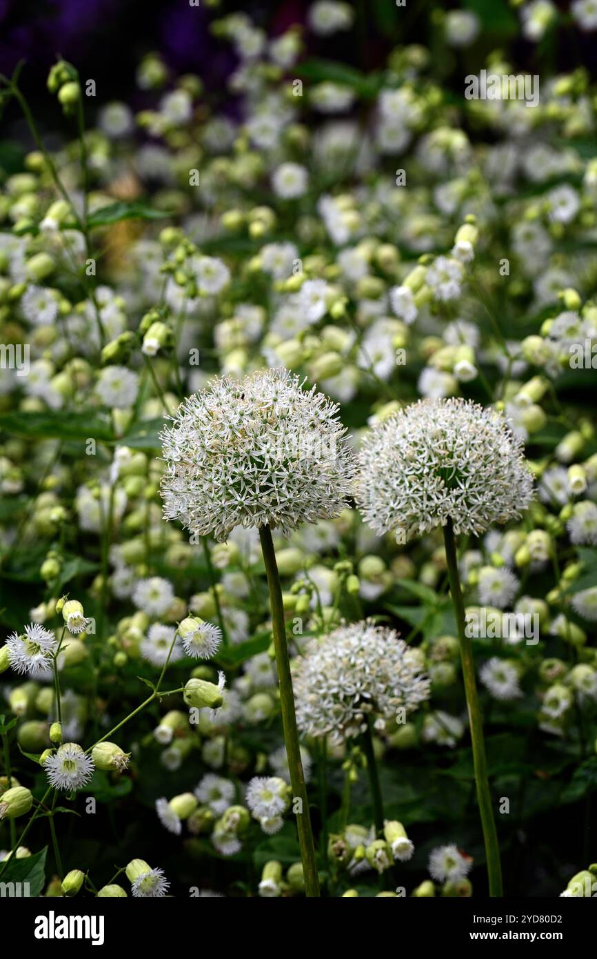 Allium Mount everest,Silene Fimbriata,allium and silene,white flowers ...