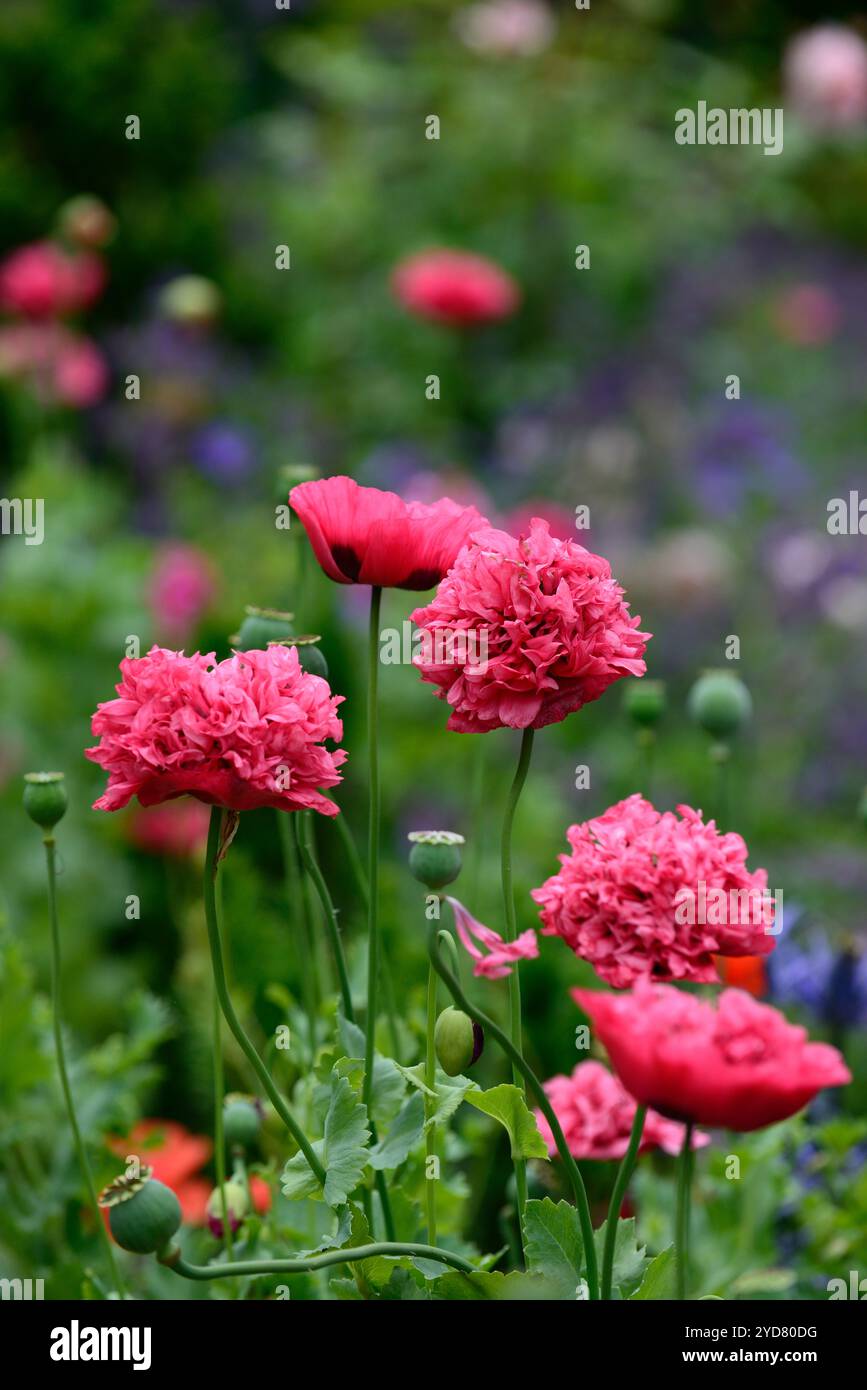 double flowered pink poppy,double flowered pink poppies,papaver,pink ...