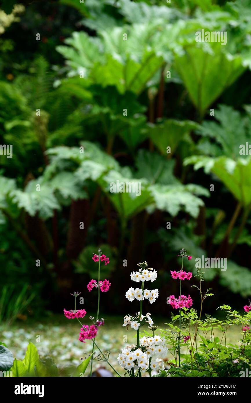 primula japonica millers crimson,Primula japonica appleblossom,,mixed ...