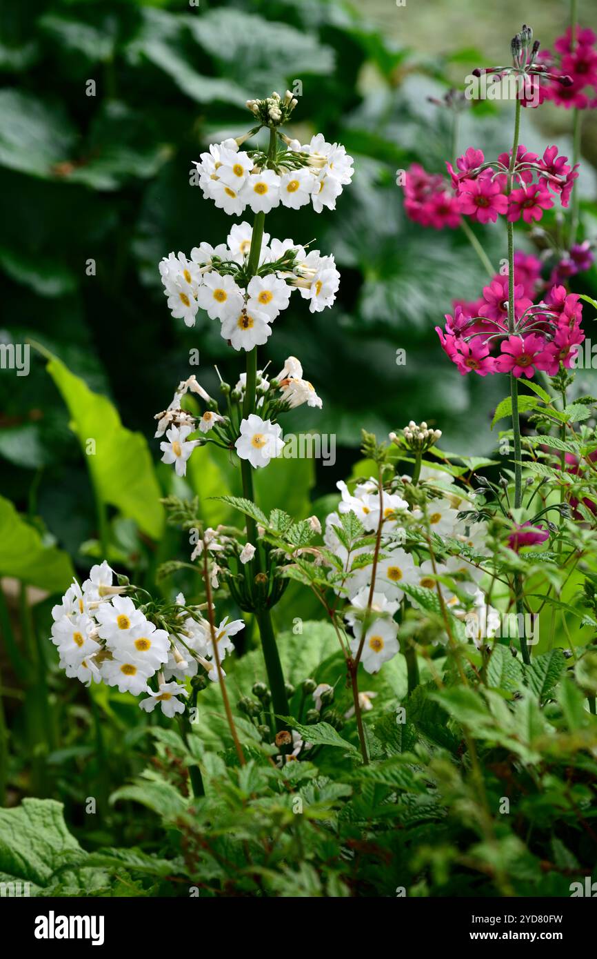 primula japonica millers crimson,Primula japonica appleblossom,,mixed ...