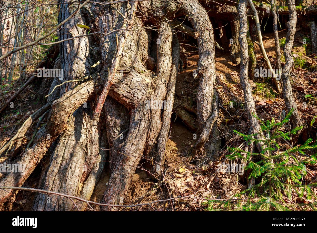 Large pine tree roots sticking out on a slope in the forest Stock Photo ...
