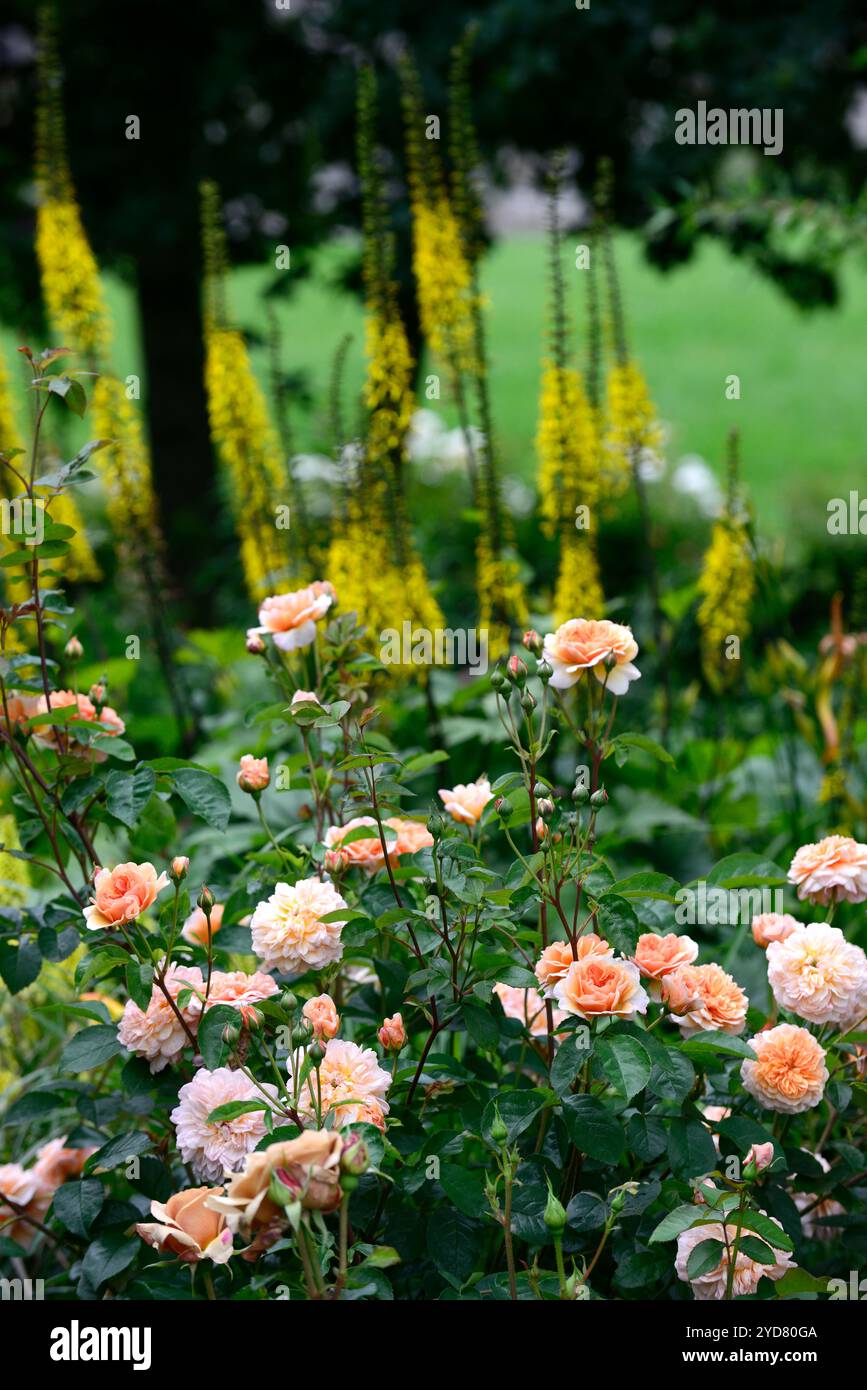 Spikes of roses hi-res stock photography and images - Alamy