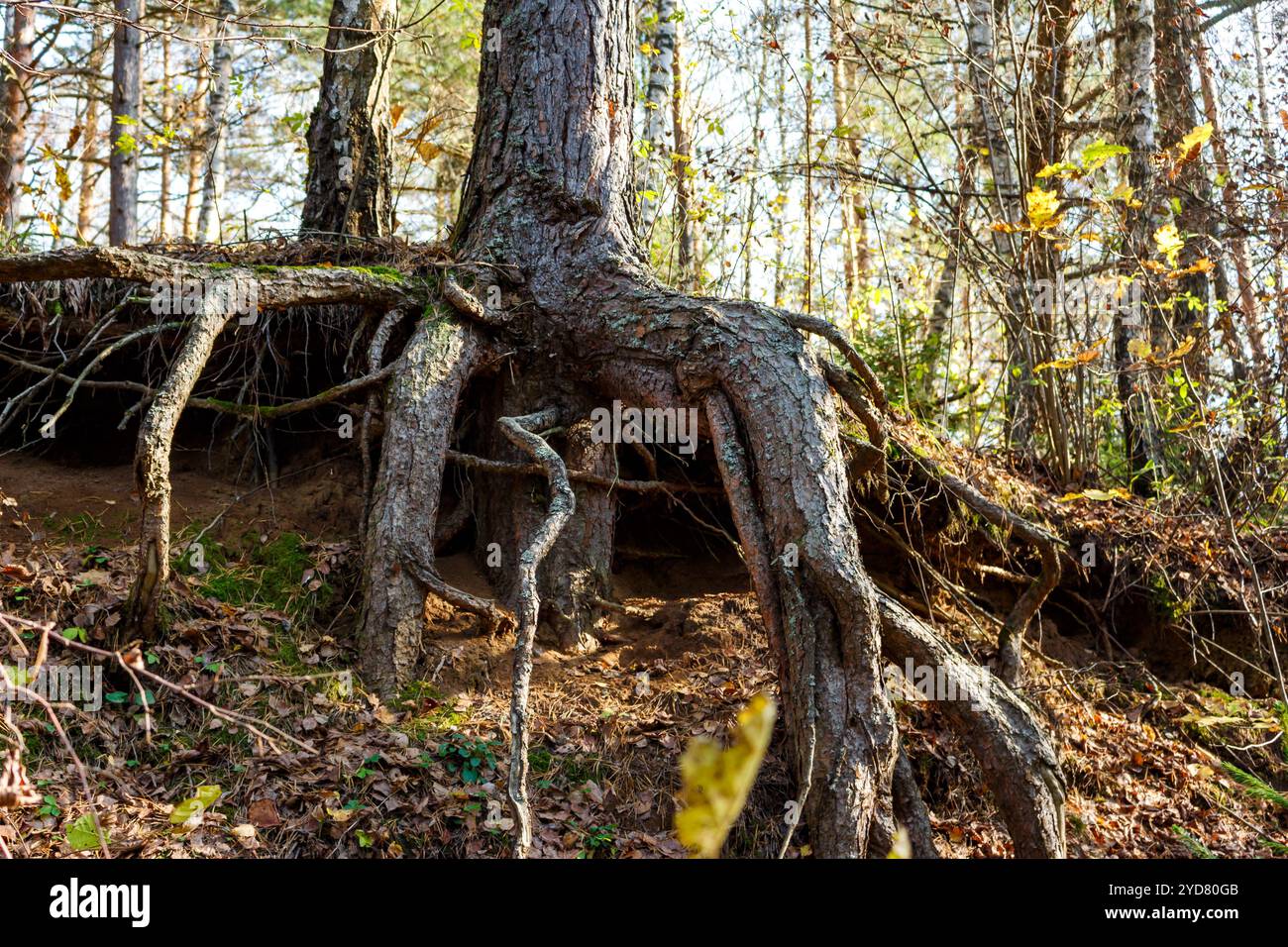 Large pine tree roots sticking out on a slope in the forest Stock Photo ...