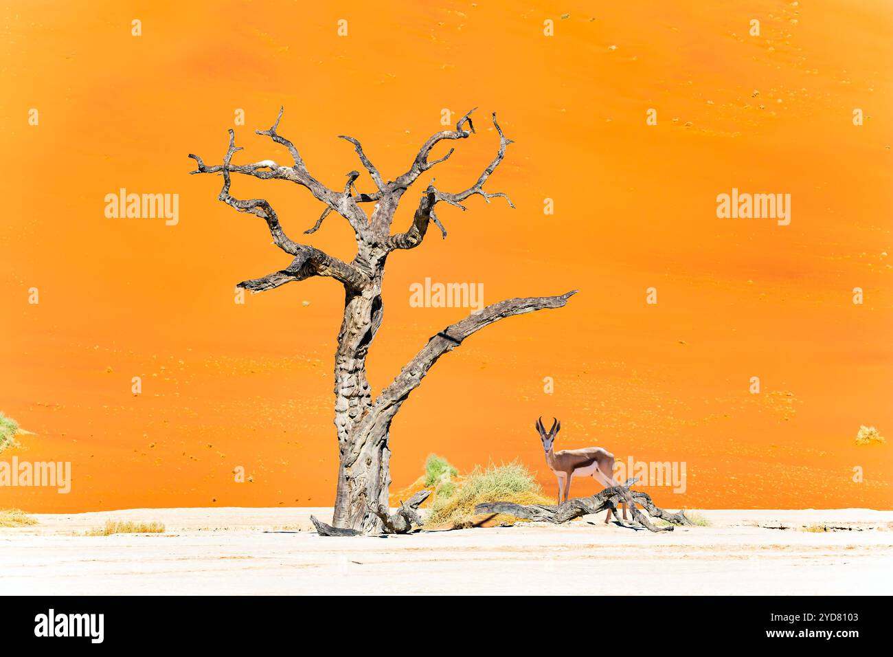 Springbok - African antelope. Dead Valley (Deadvlei) is the attraction ...