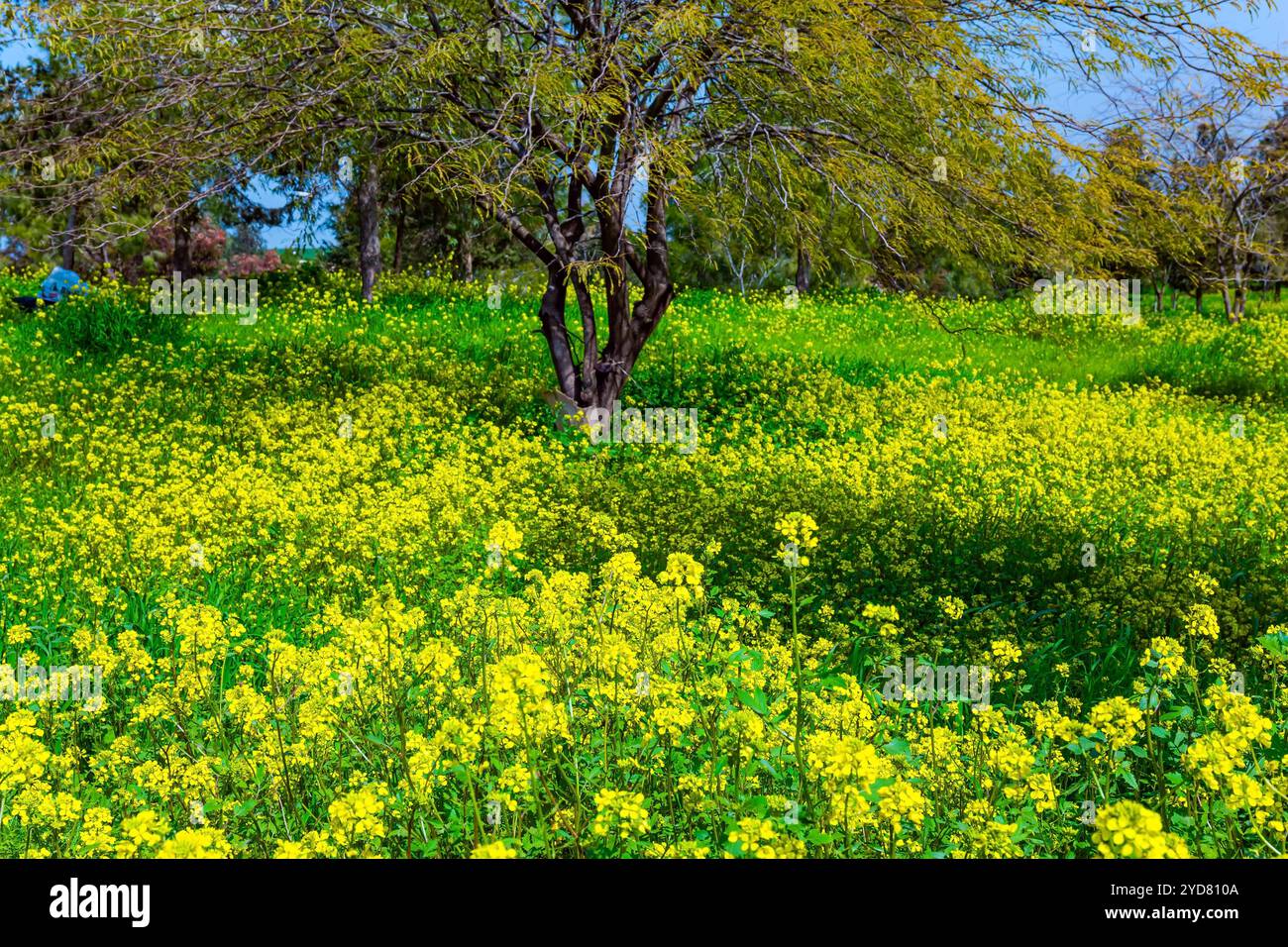 Ray of flowers hi-res stock photography and images - Alamy