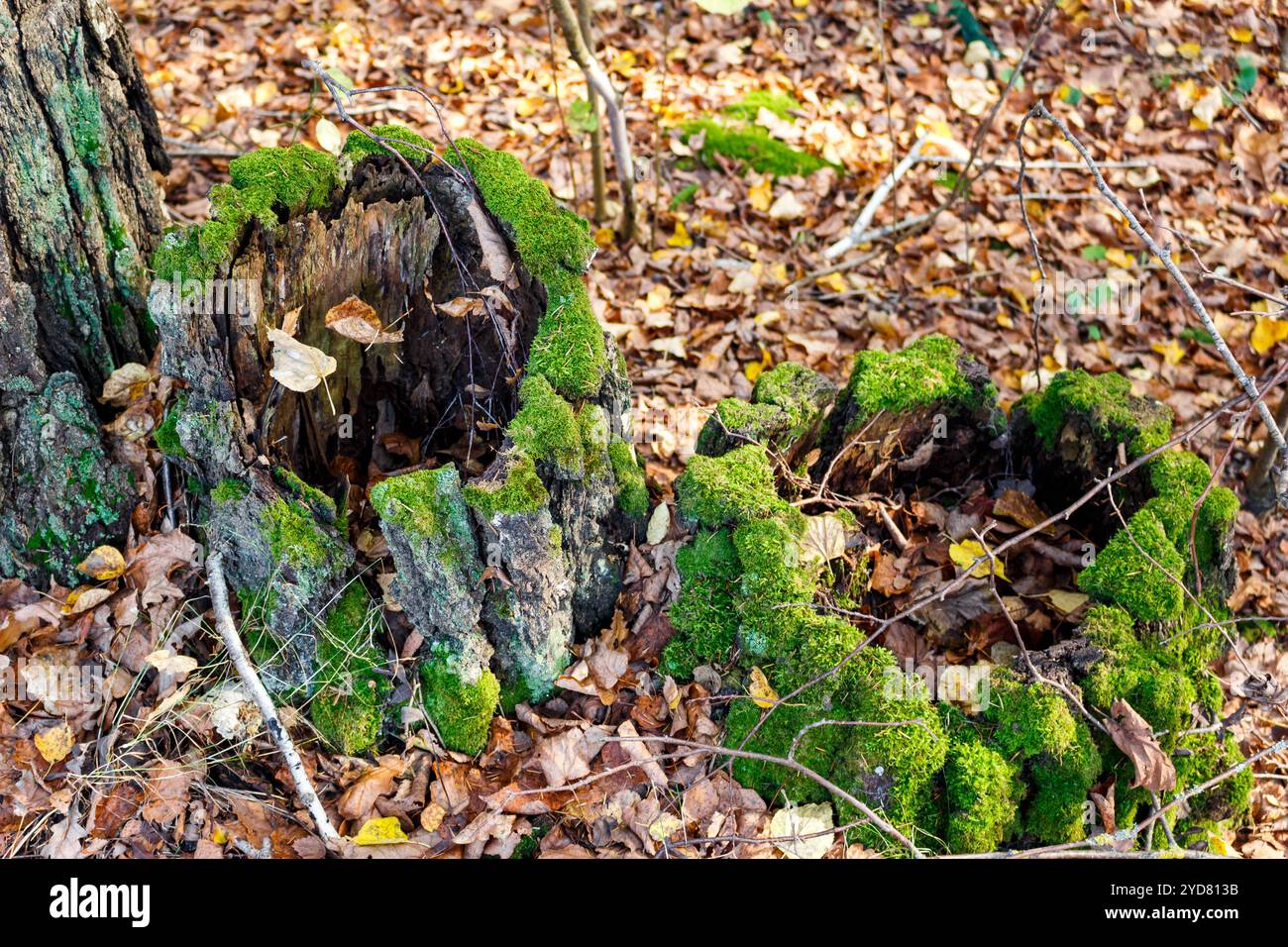 Remains of tree stumps in the forest with rotten core and covered with ...
