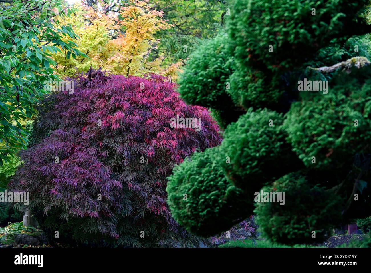 Japanese niwaki hi-res stock photography and images - Alamy