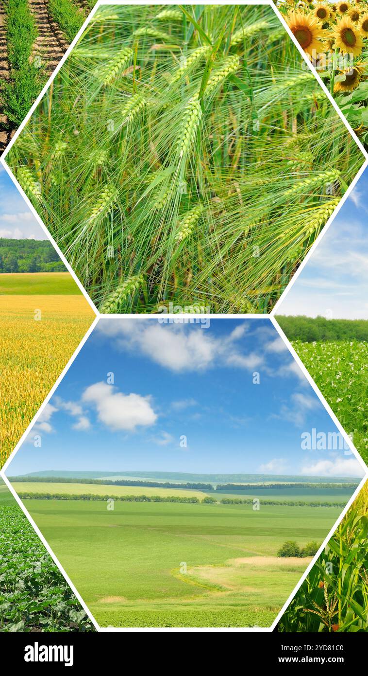 Fields with agricultural plants. Photo collage. Vertical photo. Mosaic ...