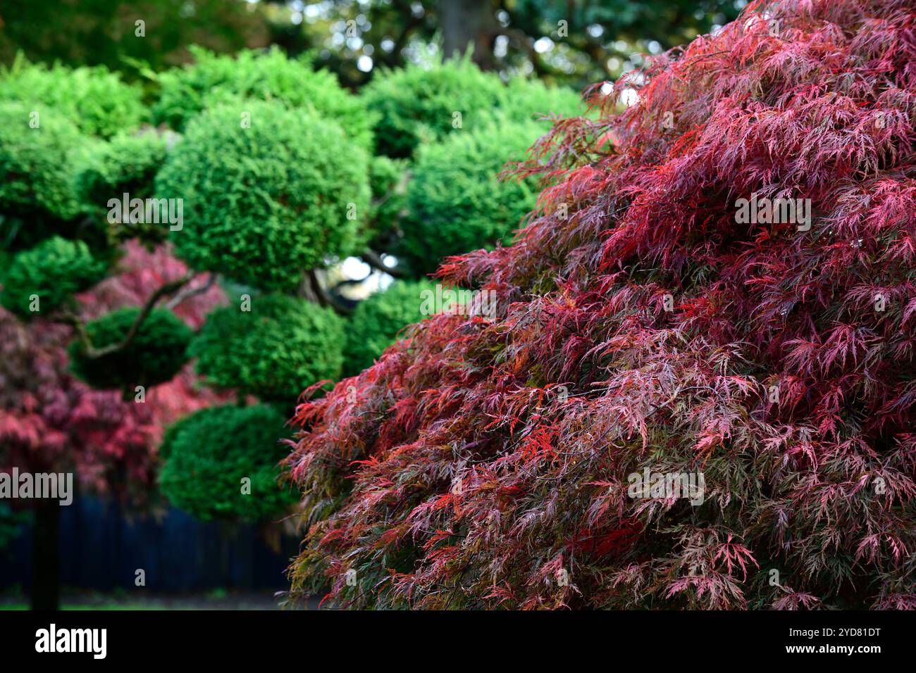 Niwaki,cloud pruning,topiary,japanese topiary,japanese cloud pruning ...
