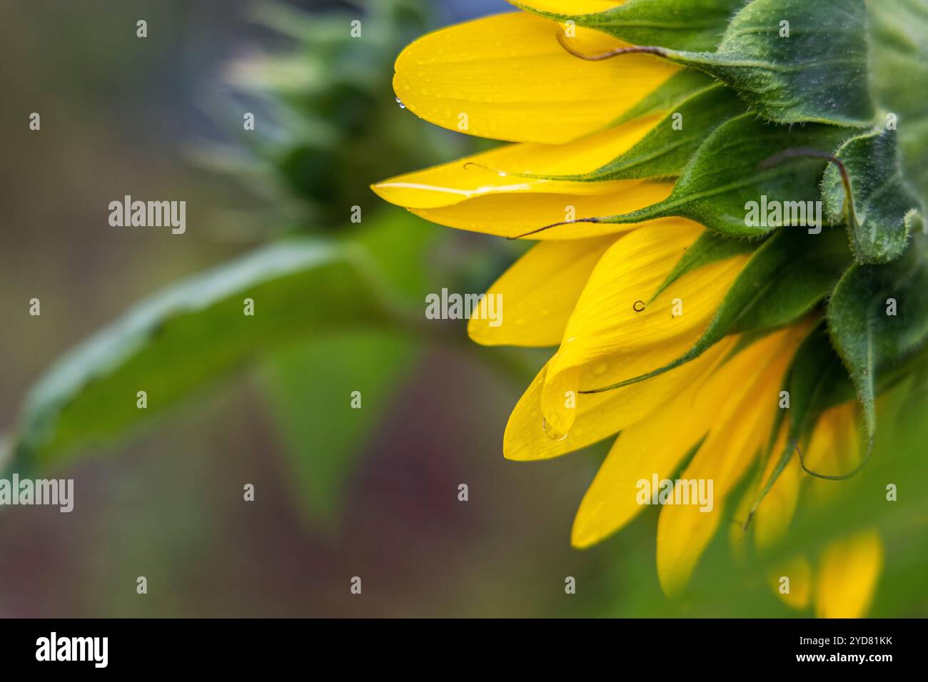 Bright yellow sunflower is opening, showing its delicate yellow petals ...