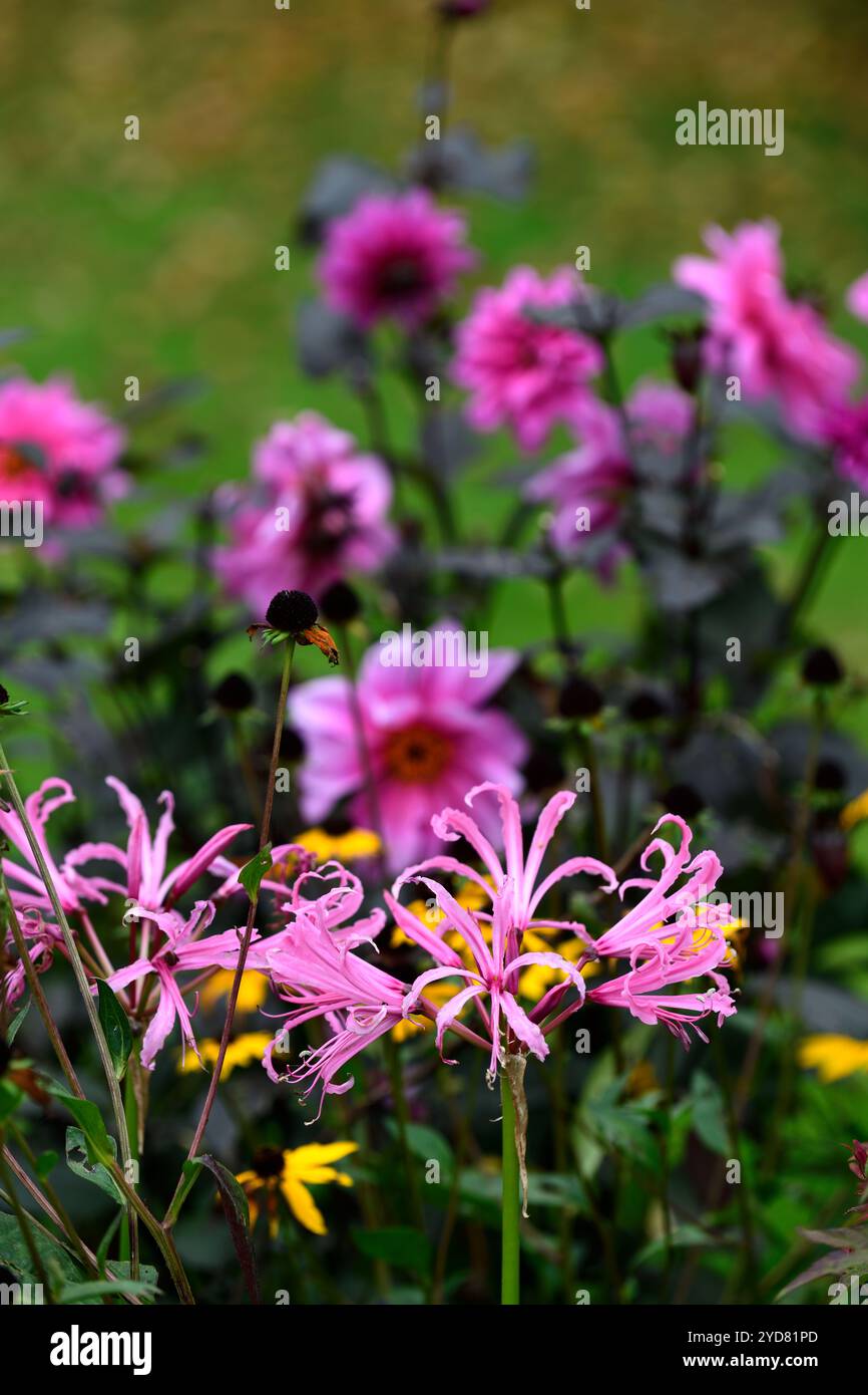 Nerines and dahlias hi-res stock photography and images - Alamy