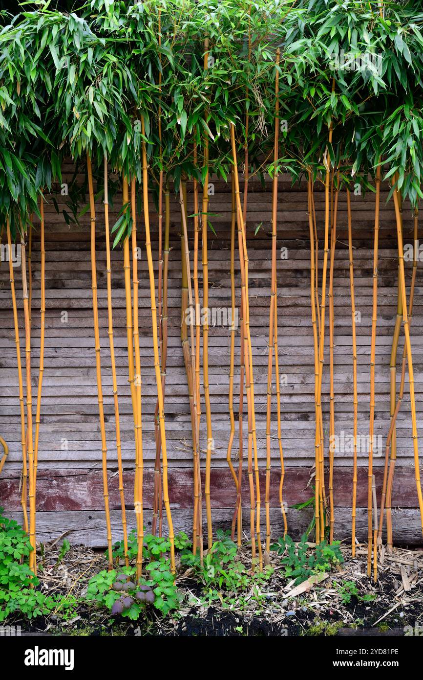 yellow bamboo screen,phyllostachys vivax aureocaulis,golden bamboo ...